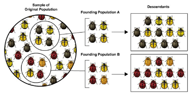 Founder Effect Example