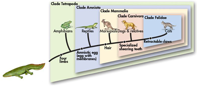 Class Reptilia Cladogram