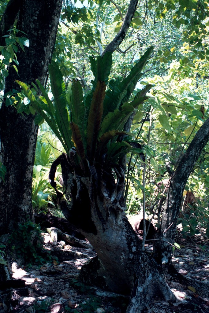 General Ecological Notes of Diego Garcia